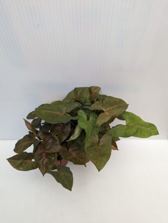 Syngonium - Assorted - Guildford Garden Centre