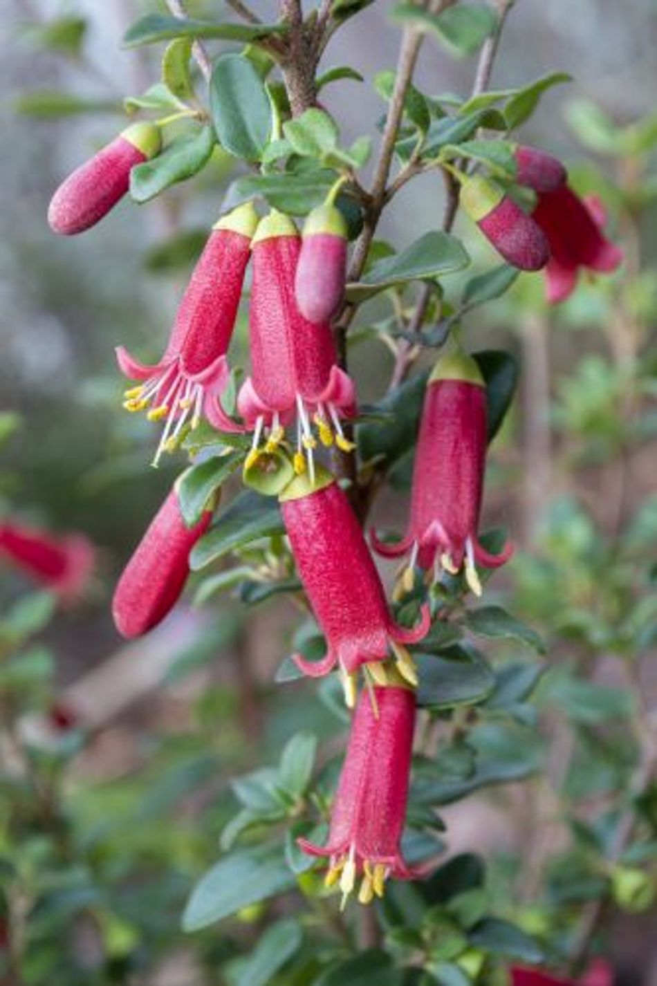Correa - Perfect Pollinator Red - Guildford Garden Centre
