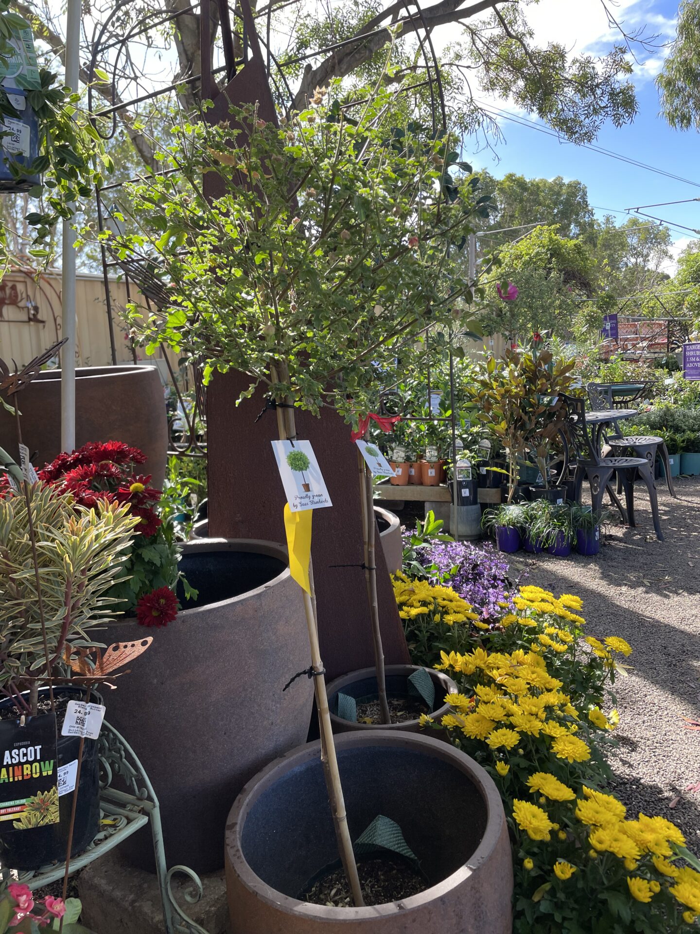 Anisodontea - African Rose Mallow - Standard - Guildford Garden Centre
