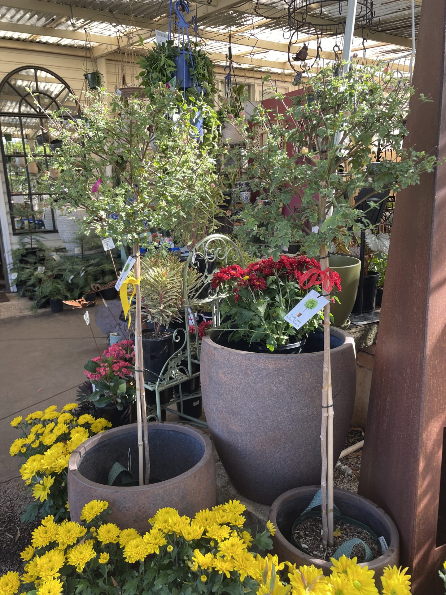 Anisodontea - African Rose Mallow - Standard - Guildford Garden Centre