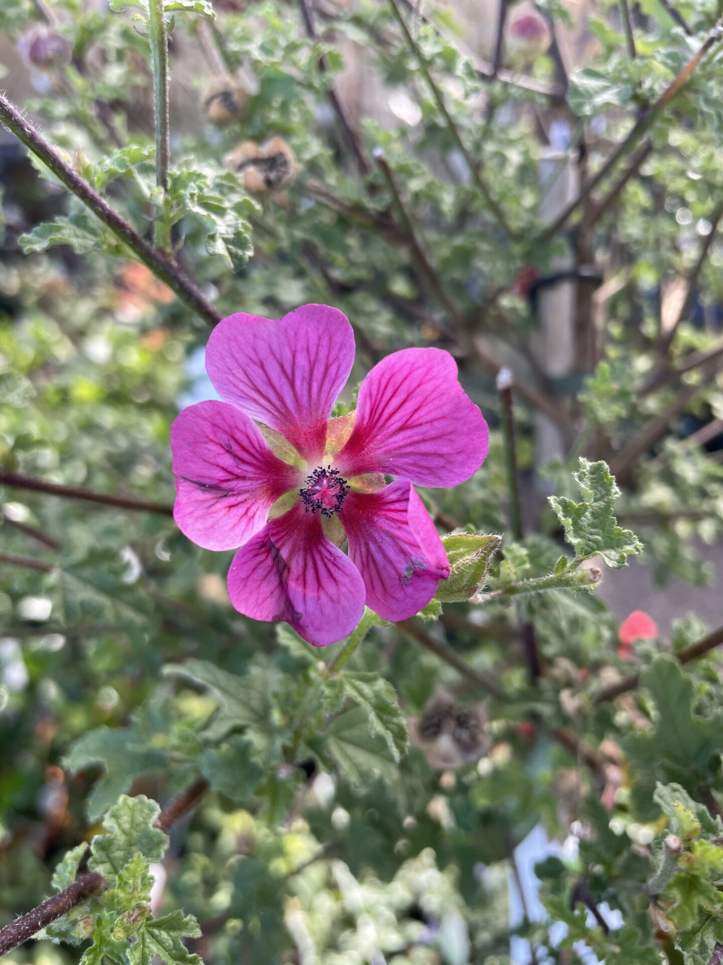 Anisodontea - African Rose Mallow - Standard - Guildford Garden Centre
