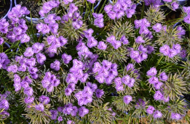 Thysanotus - Fringe Lily - Guildford Garden Centre