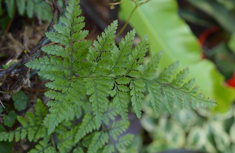 Davallia - Rabbit's Foot Fern - Guildford Garden Centre