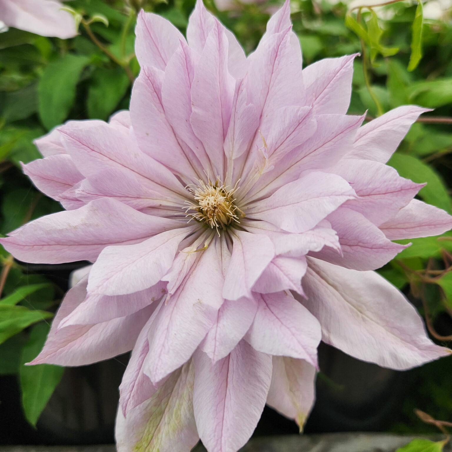 Clematis x - Violet Elizabeth - Guildford Garden Centre