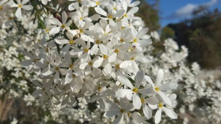 Ricinocarpus - Pencil Wedding Bush - Guildford Garden Centre