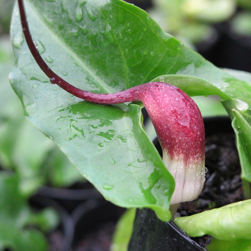 Arisarum - Mouse Tail Plant - Guildford Garden Centre