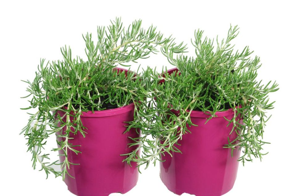 Rosemary - Chefs Choice - Guildford Garden Centre
