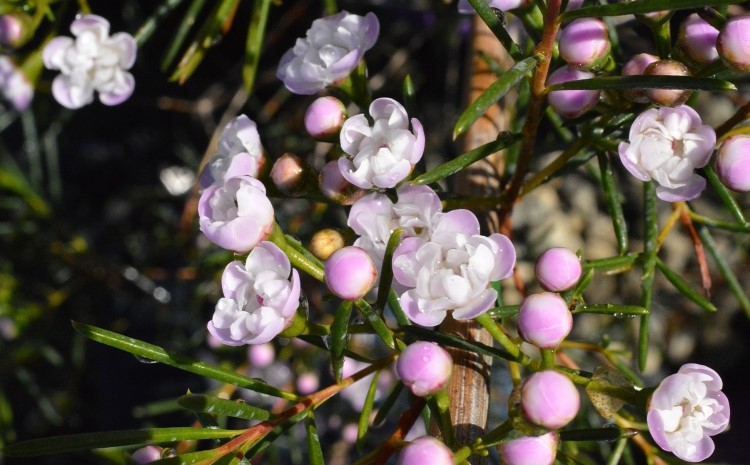 Geraldton Wax - Dancing Queen - Guildford Garden Centre