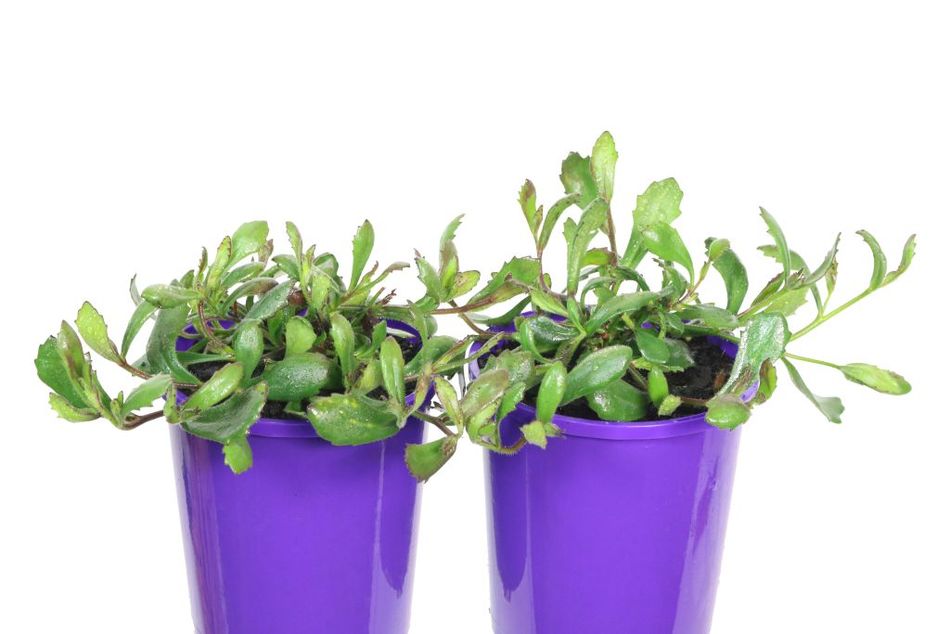 Scaevola - Just Classy - Guildford Garden Centre