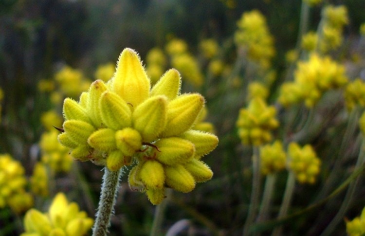 Conostylis aculeata - Prickly - Guildford Garden Centre