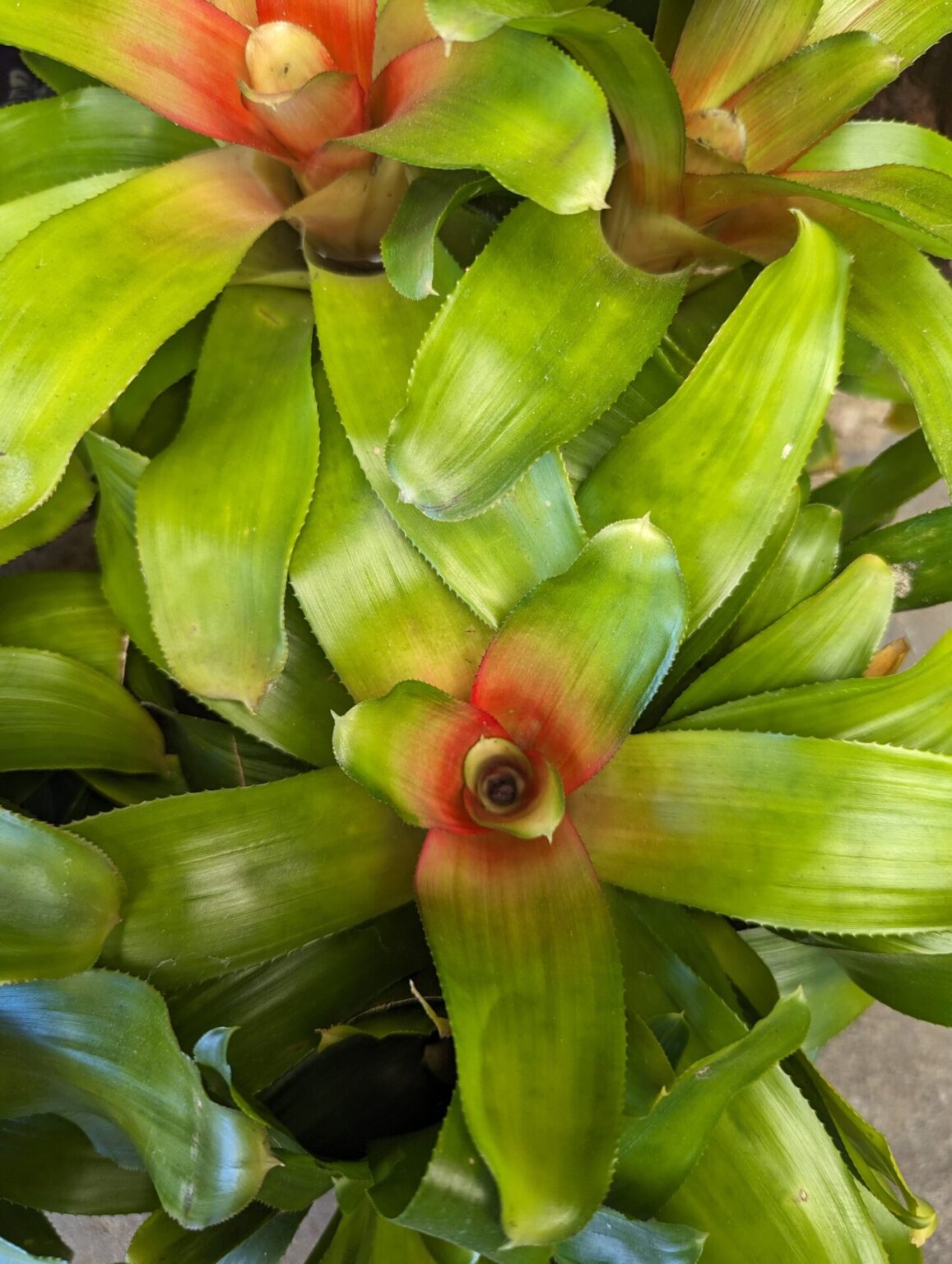 Neoregelia - Blushing Bromeliad - Guildford Garden Centre