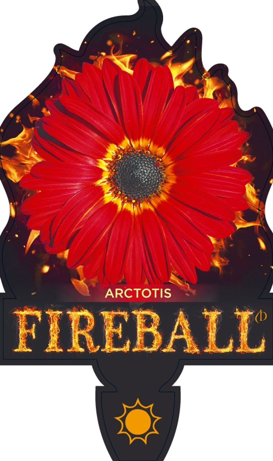 Arctotis - Fireball - Guildford Garden Centre