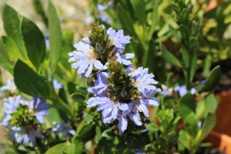 Scaevola - Aussie Spirit - Guildford Garden Centre