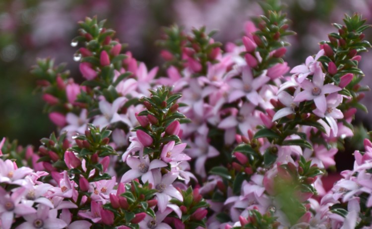 Philotheca - Cascade of Stars - Guildford Garden Centre