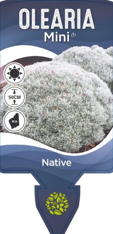Olearia - Mini - Guildford Garden Centre