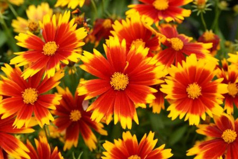 Coreopsis - Uptick Gold and Bronze - Guildford Garden Centre