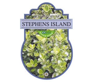 Pittosporum - Stephen's Island - Guildford Garden Centre