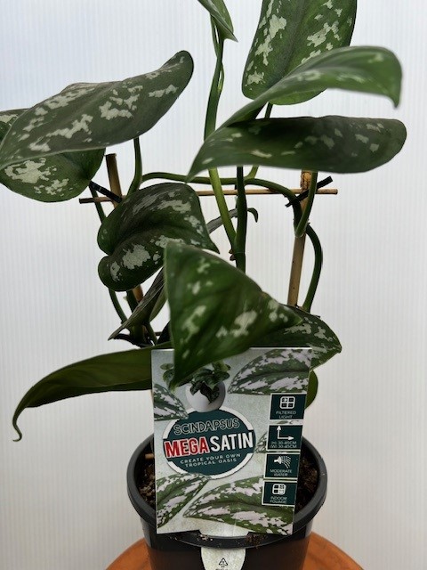 Scindapsis - Mega Satin - Guildford Garden Centre