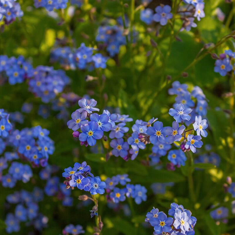 Myosotis - Dwarf Indigo Forget-Me-Not - Guildford Garden Centre