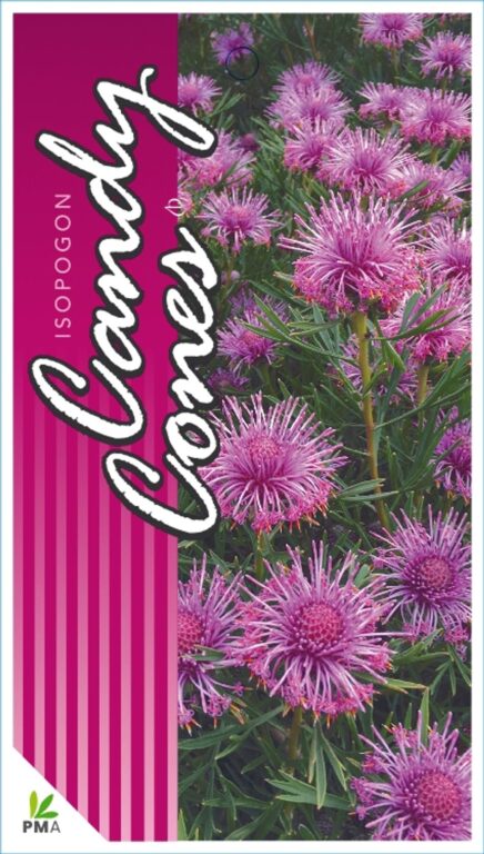 Isopogon - Candy Cones - Guildford Garden Centre