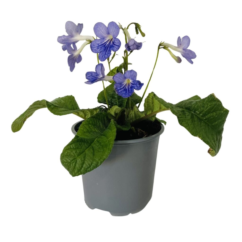 Streptocarpus - Cape Primrose - Guildford Garden Centre