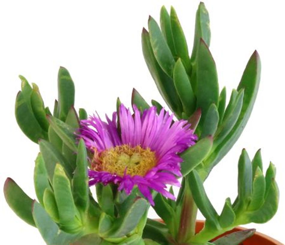 Carpobrotus - Coastal Pigsface - Karkalla - Guildford Garden Centre