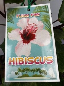 Hibiscus - Fijian Pink - Guildford Garden Centre