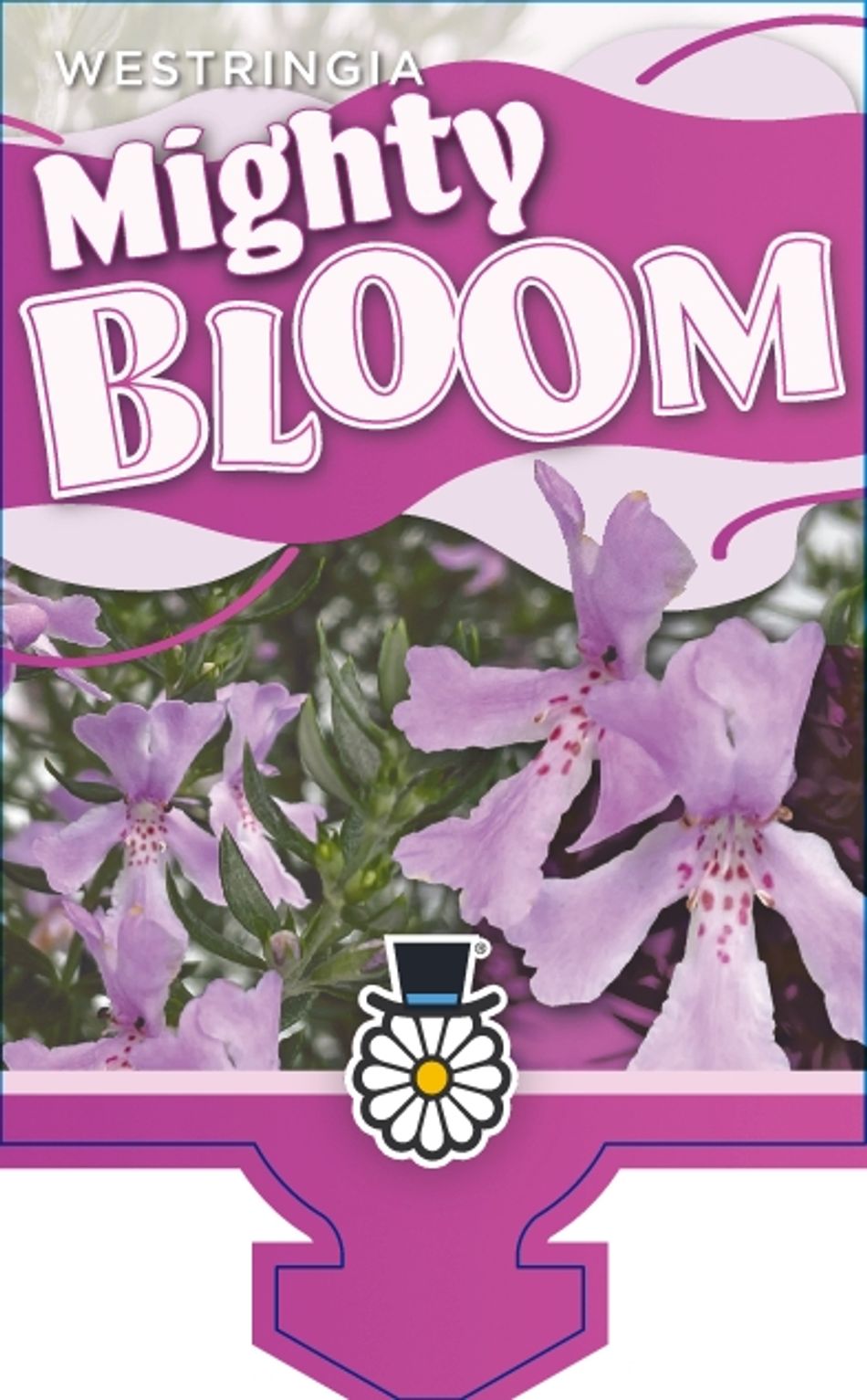 Westringia - Mighty Bloom - Guildford Garden Centre