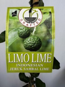 Lime - Limo - Guildford Garden Centre