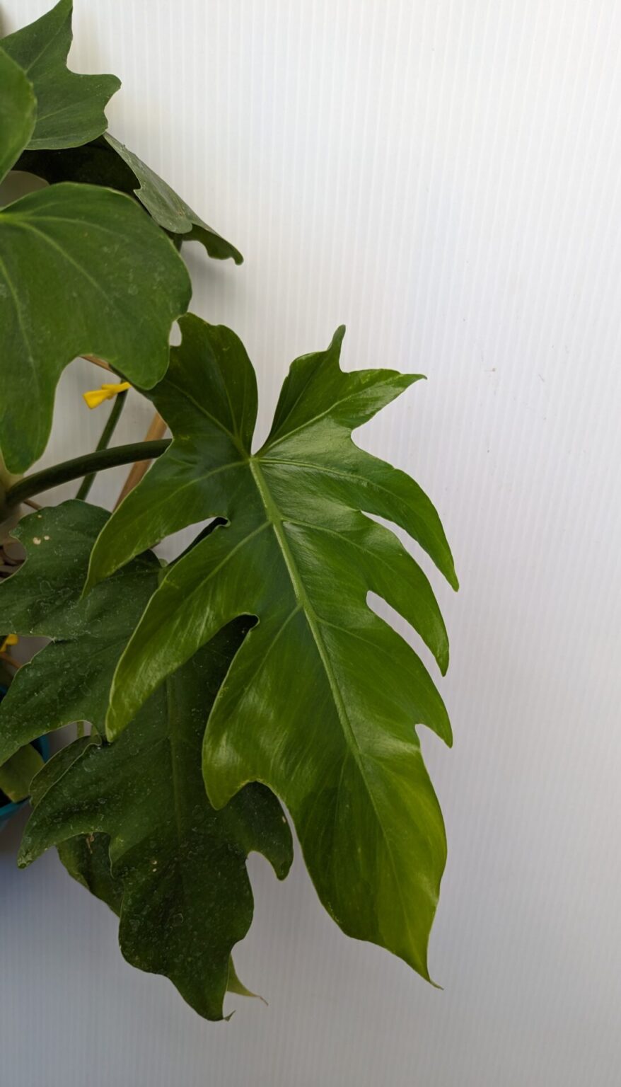 Philodendron - Mayoi Tahiti - Guildford Garden Centre