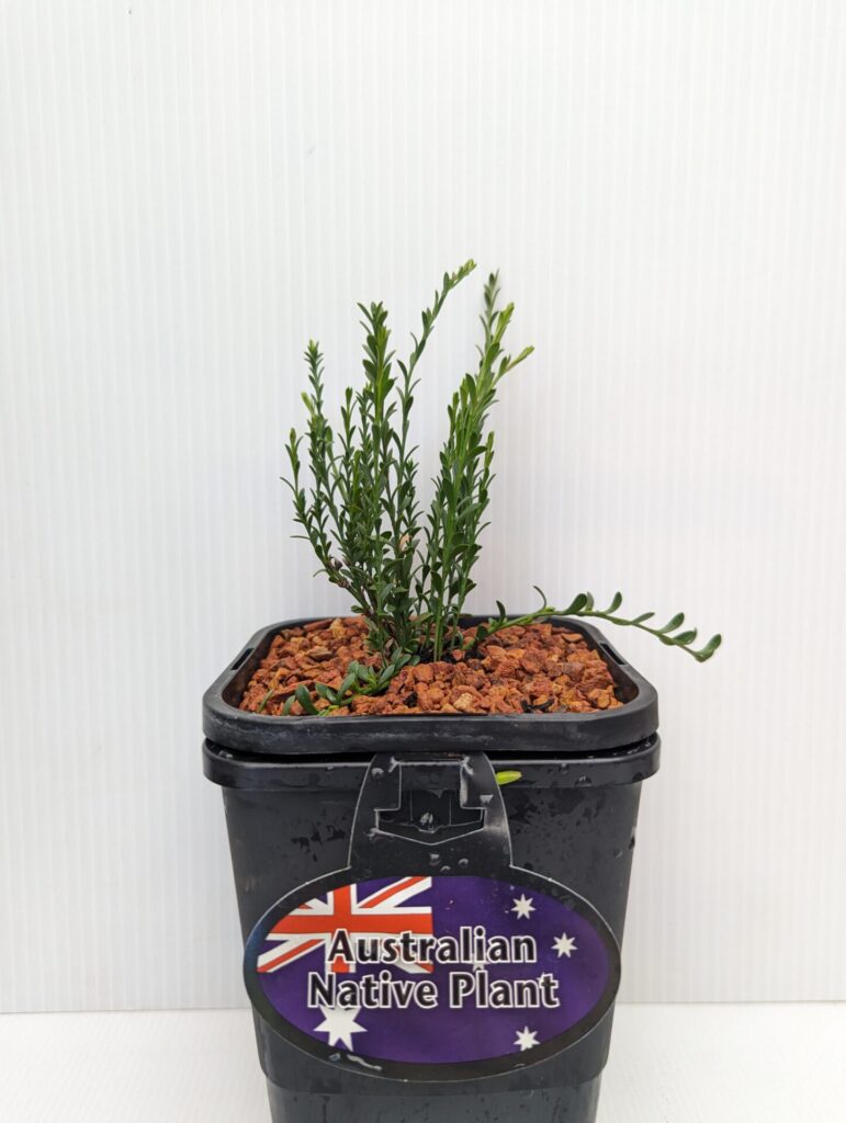 Samolus - Sea Primrose - Guildford Garden Centre