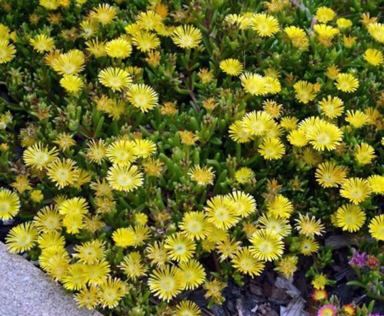 Delosperma - Delmara Yellow - Guildford Garden Centre