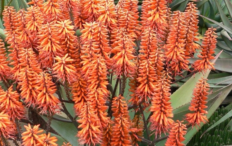 Aloe - Outback Orange - Guildford Garden Centre