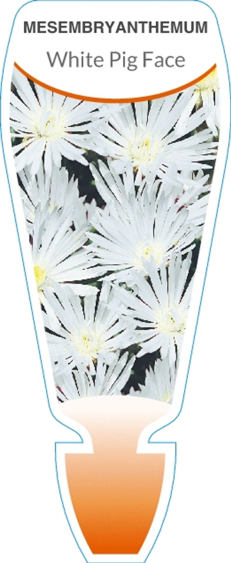 Mesembryanthemum - Pigface White - Guildford Garden Centre