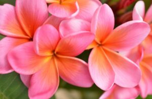 Frangipani - Tropical Pink - Guildford Garden Centre