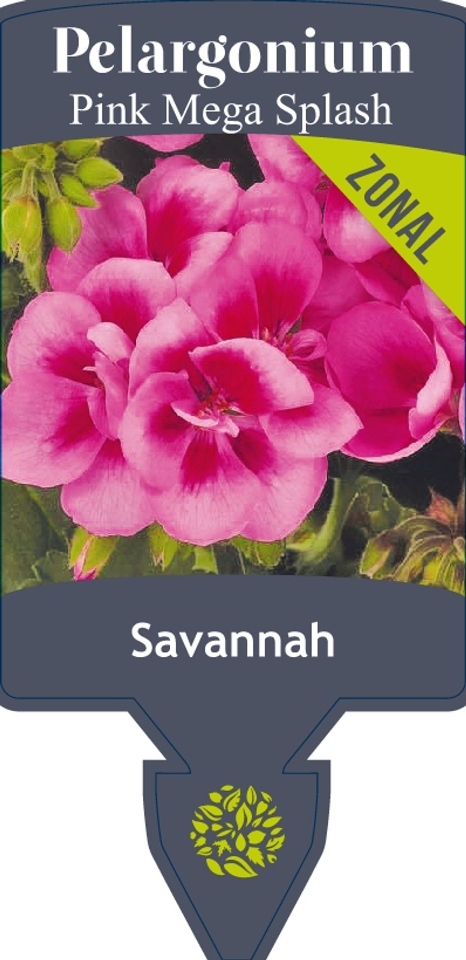 Pelargonium - Savannah Pink Mega Splash - Guildford Garden Centre