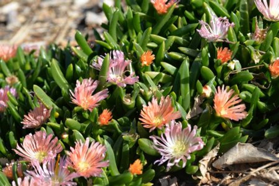 Disphyllum - Sunpeach - Guildford Garden Centre