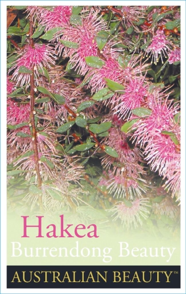 Hakea - Burrendong Beauty - Guildford Garden Centre