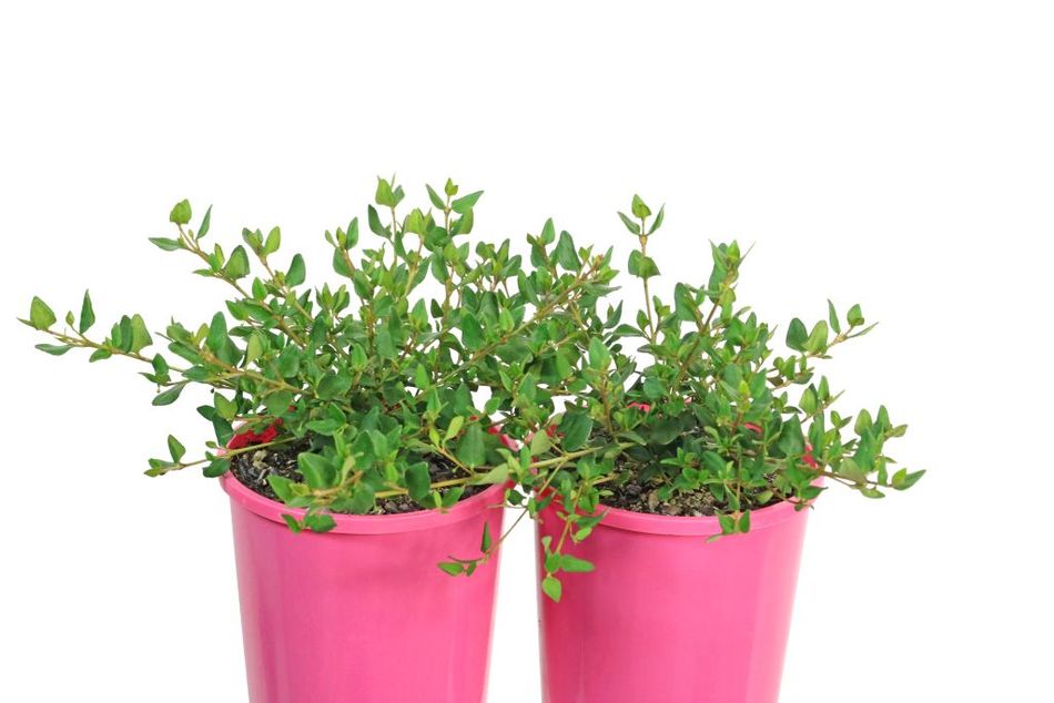 Correa - Perfect Pollinator - Dark Pink - Guildford Garden Centre