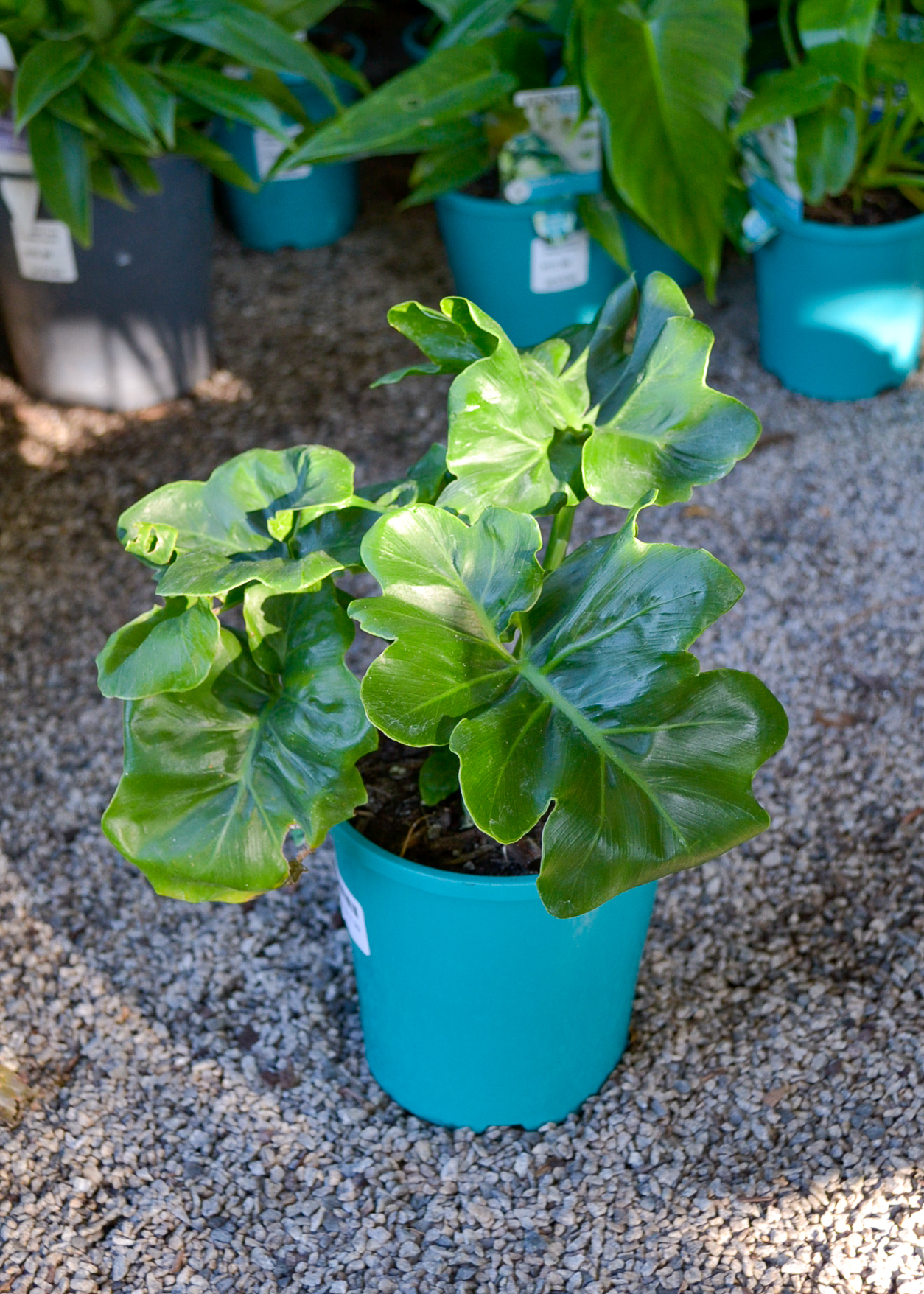Philodendron - Super Atom - Guildford Garden Centre