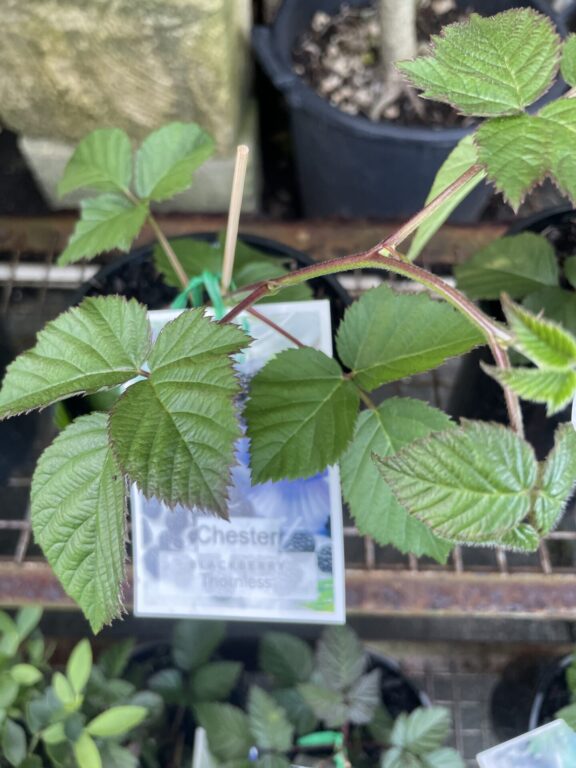 Blackberry - Thornless - Chester - Guildford Garden Centre
