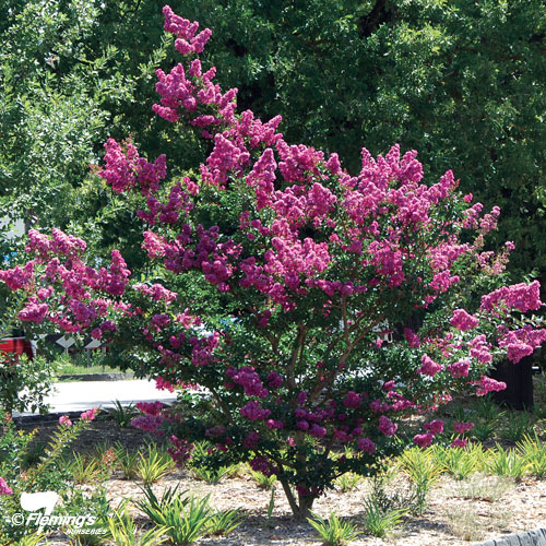 Crepe Myrtle - Zuni - Guildford Garden Centre