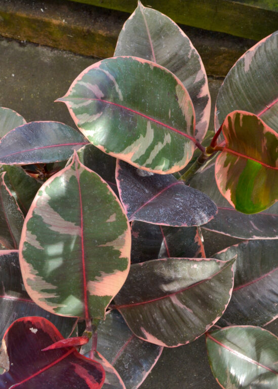 Ficus - Ruby - Guildford Garden Centre