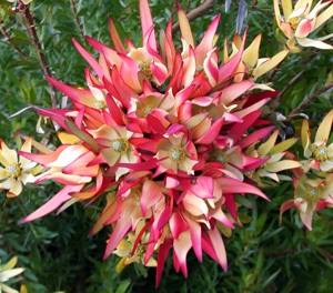 Leucadendron - Jack Harre - Guildford Garden Centre