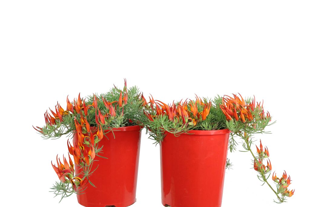 Lotus - Red Flash - Guildford Garden Centre