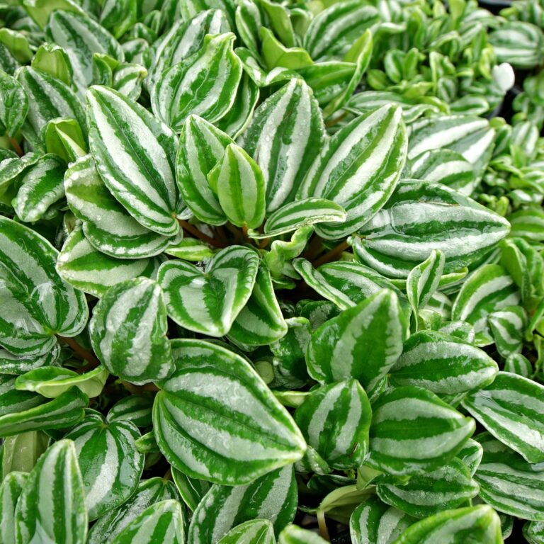 Peperomia - Mini Watermelon - Guildford Garden Centre