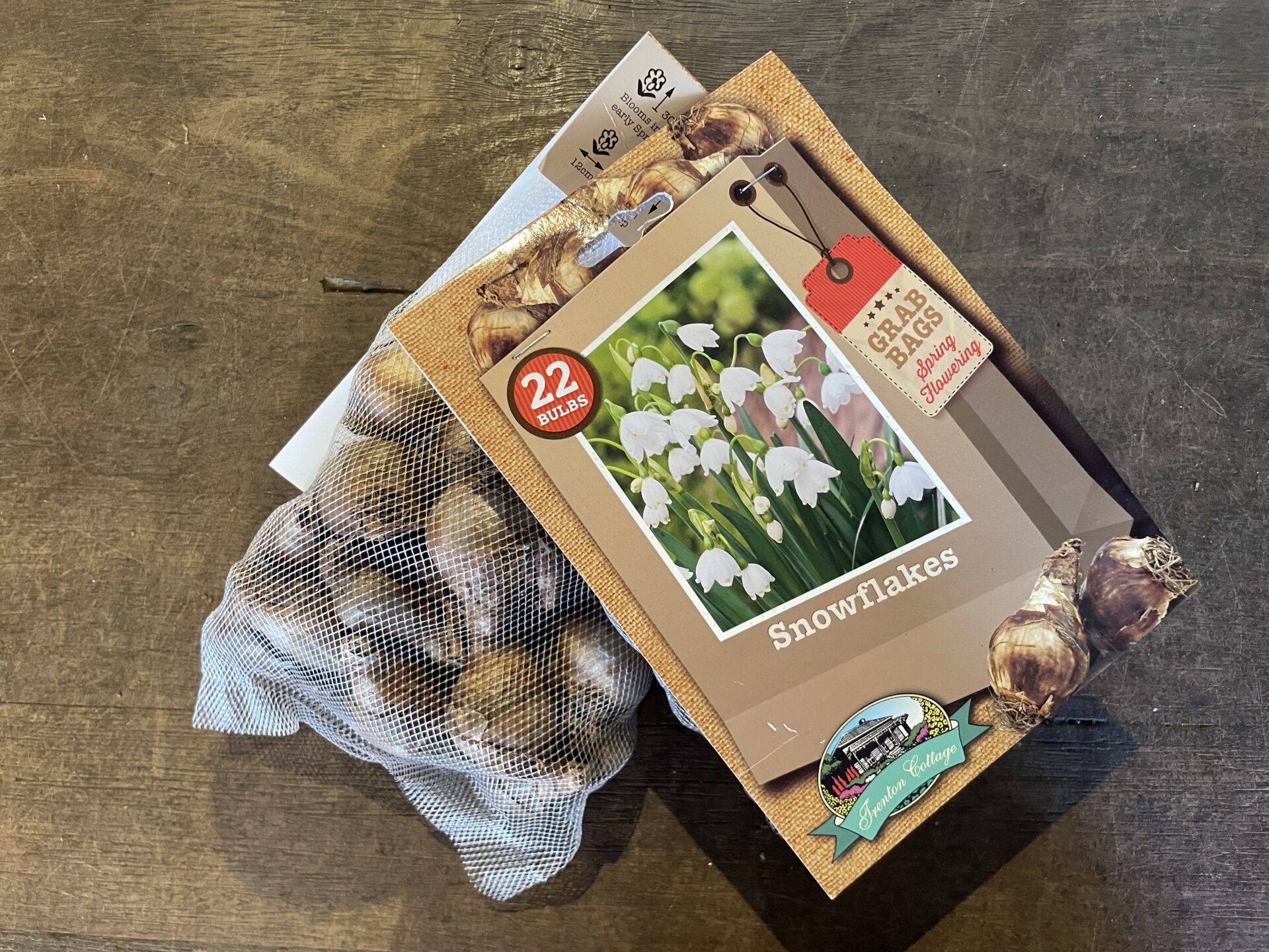 Leucojum - Spring Snowflakes - Bulbs - Guildford Garden Centre