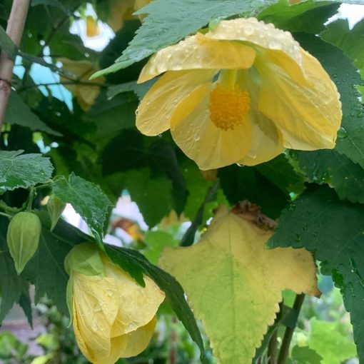 Abutilon - Yellow - Guildford Garden Centre