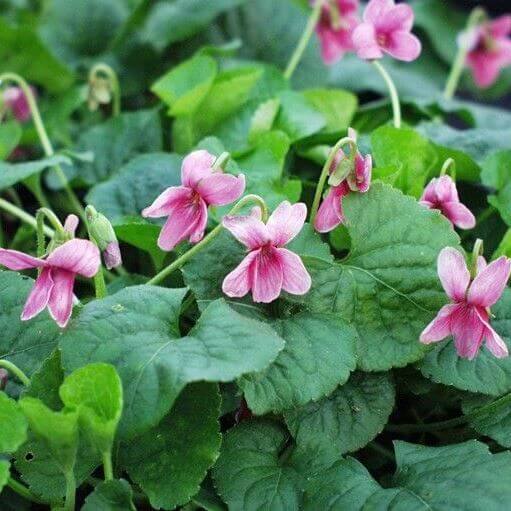 Viola - Pink Perfume - Guildford Garden Centre