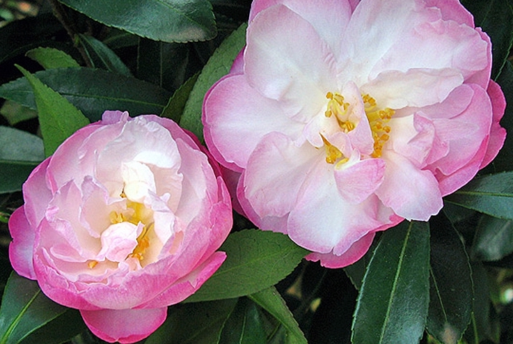 Camellia - Guildford Garden Centre